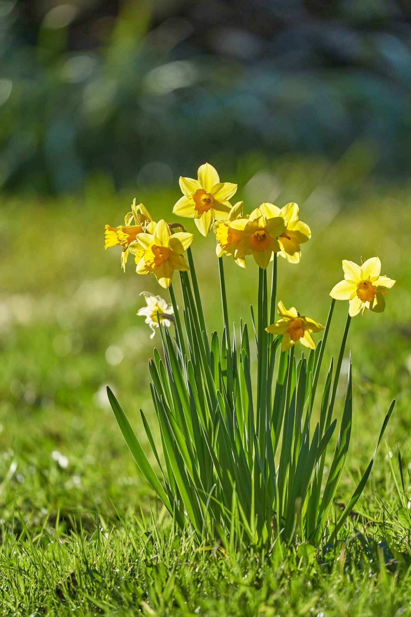 Strefy buforowe – prosta odpowiedź na skomplikowane wyzwania? – Obserwator